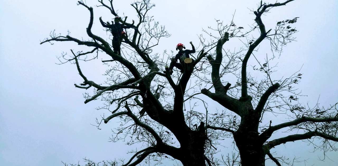 Poda de árboles en altura | Servicios Profesionales de Poda | Tree Cares